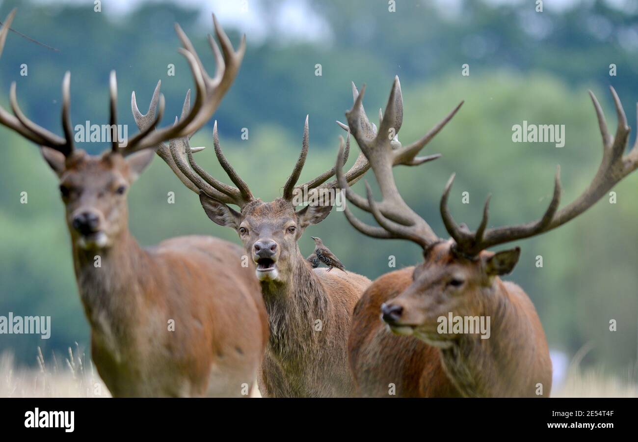 Die drei hirsche -Fotos und -Bildmaterial in hoher Auflösung – Alamy