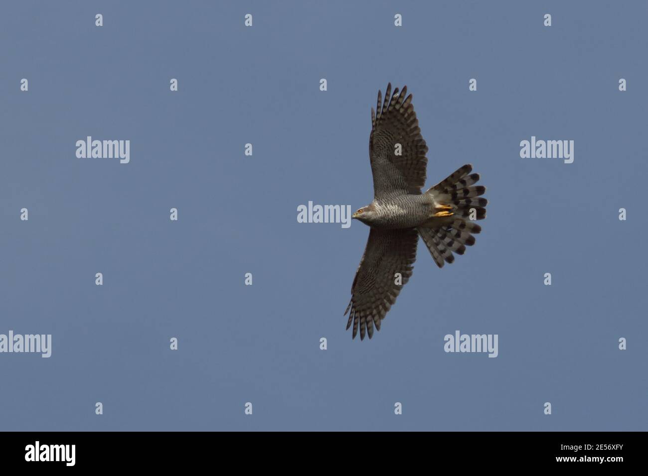 Accipiter gentilis bird goshawk habicht -Fotos und -Bildmaterial in ...