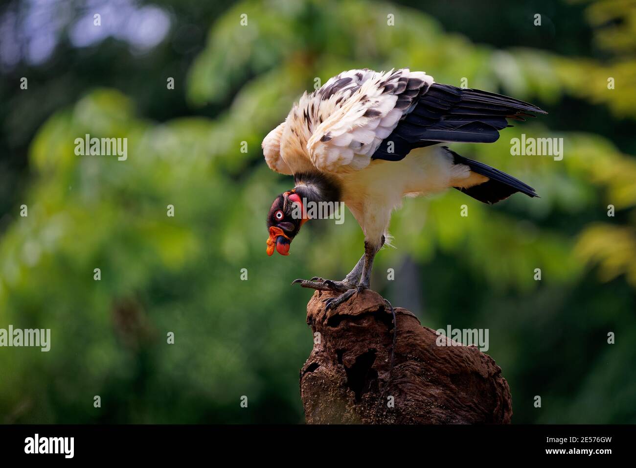 Papa fliegt costa rica -Fotos und -Bildmaterial in hoher Auflösung – Alamy
