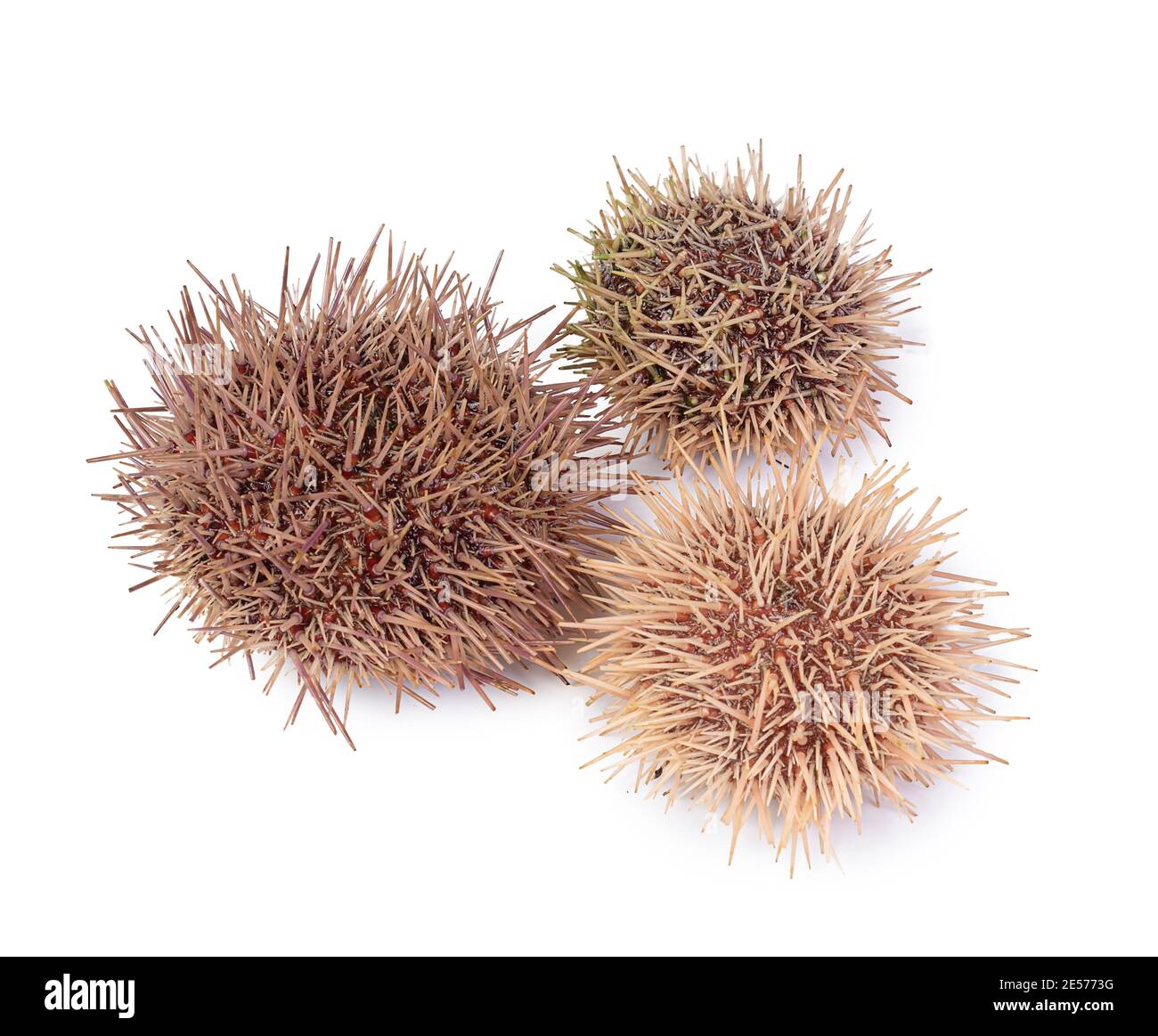 Frische seeigel -Fotos und -Bildmaterial in hoher Auflösung – Alamy