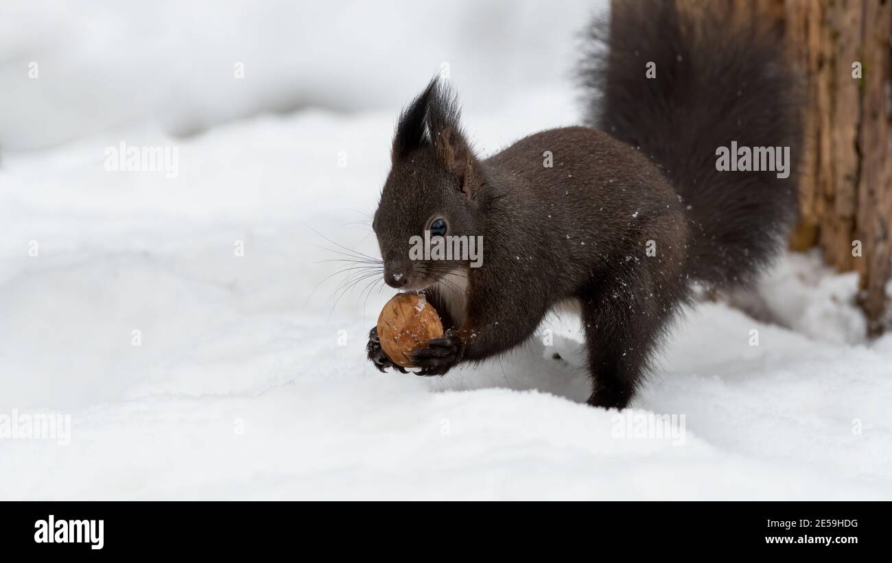 eichhörnchen, Tier, Natur, nager, rot, Säugetier, frack, wild, wild ...