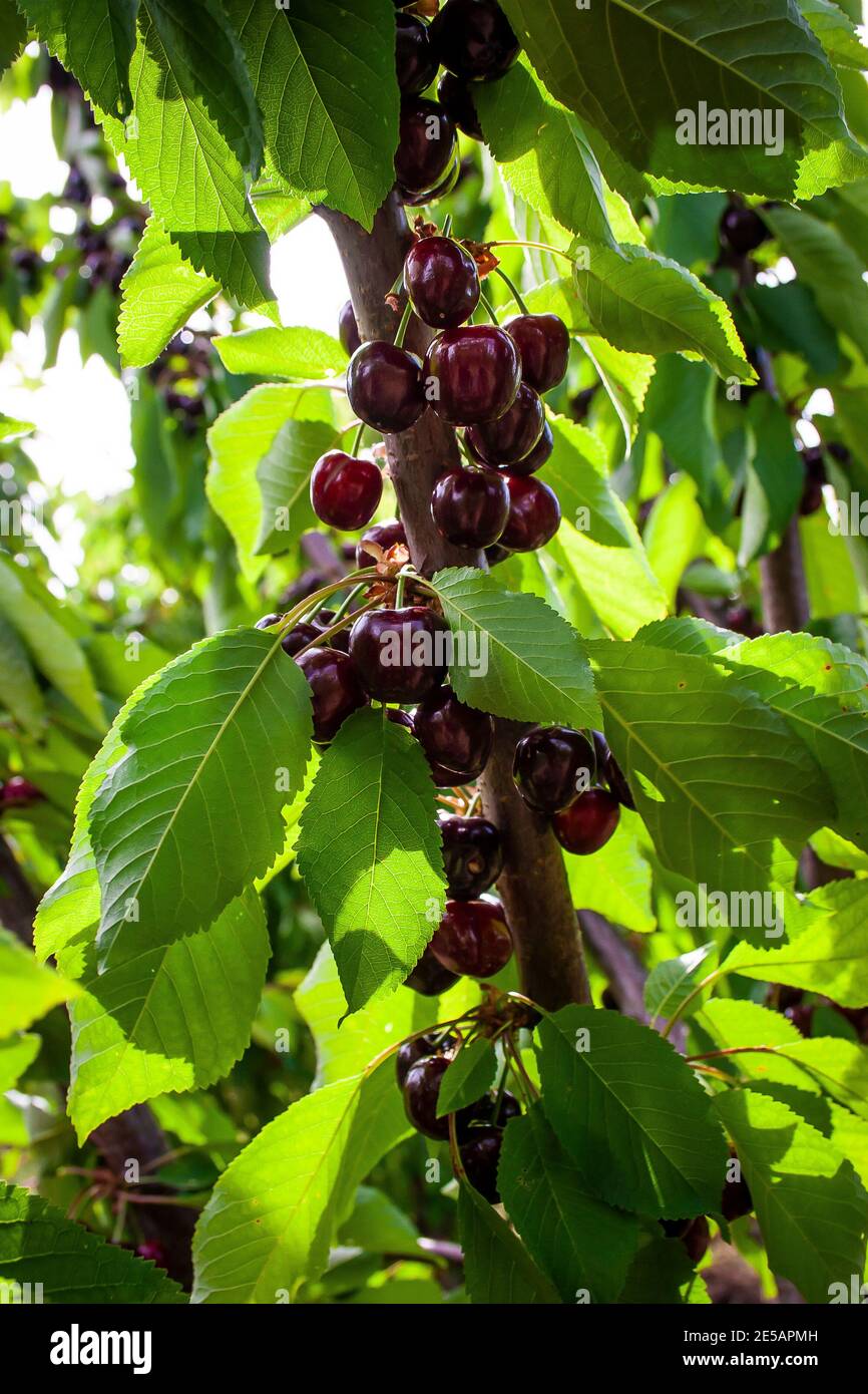 Bulgarische kirschen -Fotos und -Bildmaterial in hoher Auflösung – Alamy