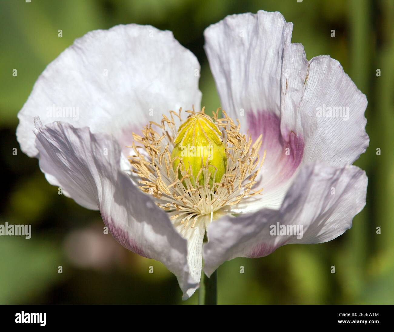 Detail der blühenden Opium Mohn papaver somniferum, weiß gefärbte ...