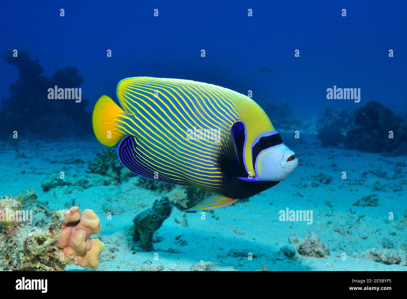 Pomacanthus Imperator, Kaiserfisch, Imperator-Kaiserfisch, Coraya Beach ...