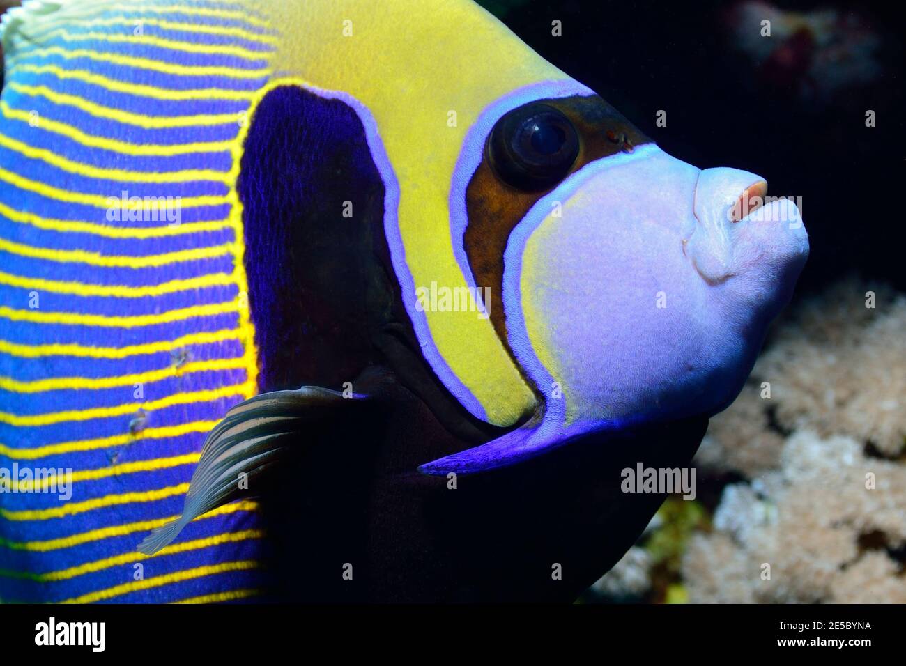 Pomacanthus Imperator, Kaiserfisch, Imperator-Kaiserfisch, Coraya Beach ...