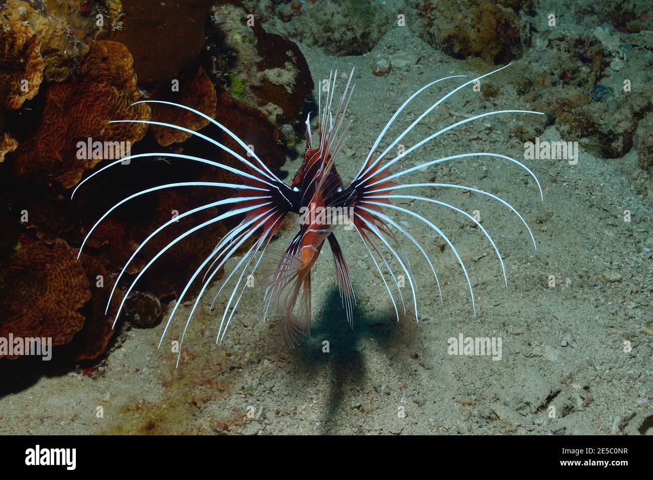 Pterois radiata, Rotfeuerfisch, Strahlen-Feuerfisch, Coraya Beach ...