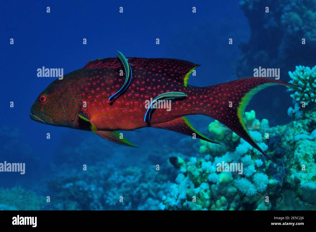 Gewohnlicher putzerfisch -Fotos und -Bildmaterial in hoher Auflösung ...