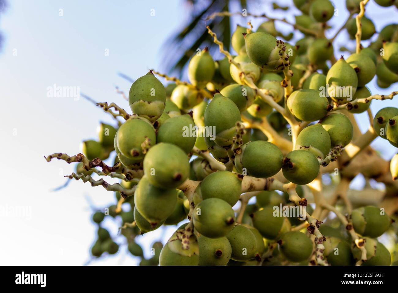 Frische datteln an einem baum -Fotos und -Bildmaterial in hoher ...