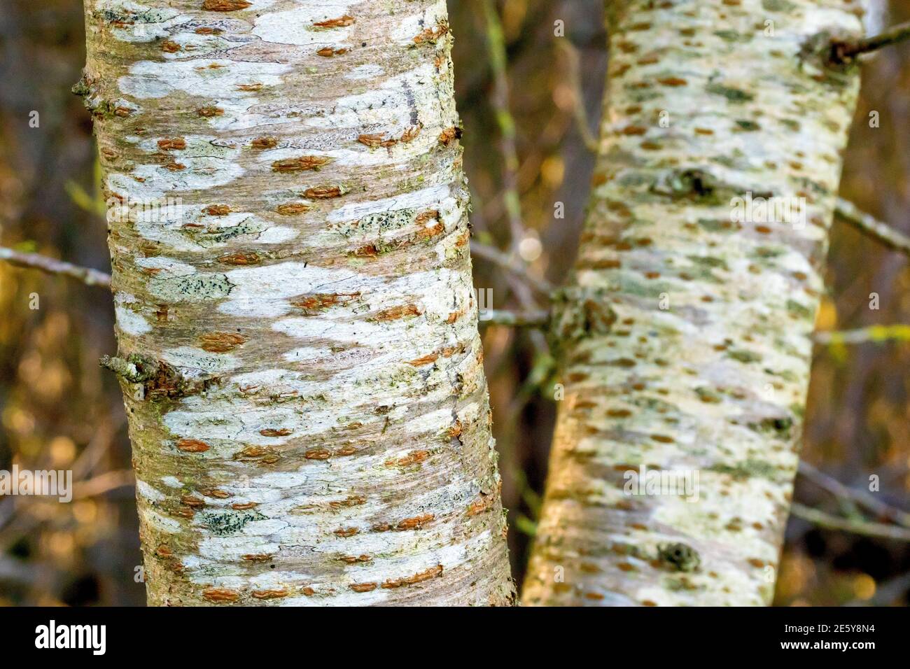 Rinde des kirschbaums -Fotos und -Bildmaterial in hoher Auflösung – Alamy