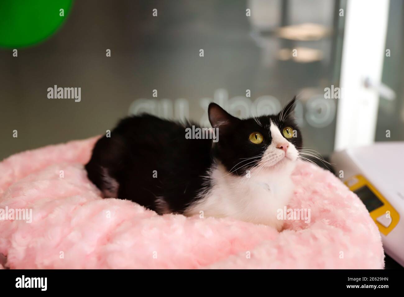 Pfote mama -Fotos und -Bildmaterial in hoher Auflösung – Alamy