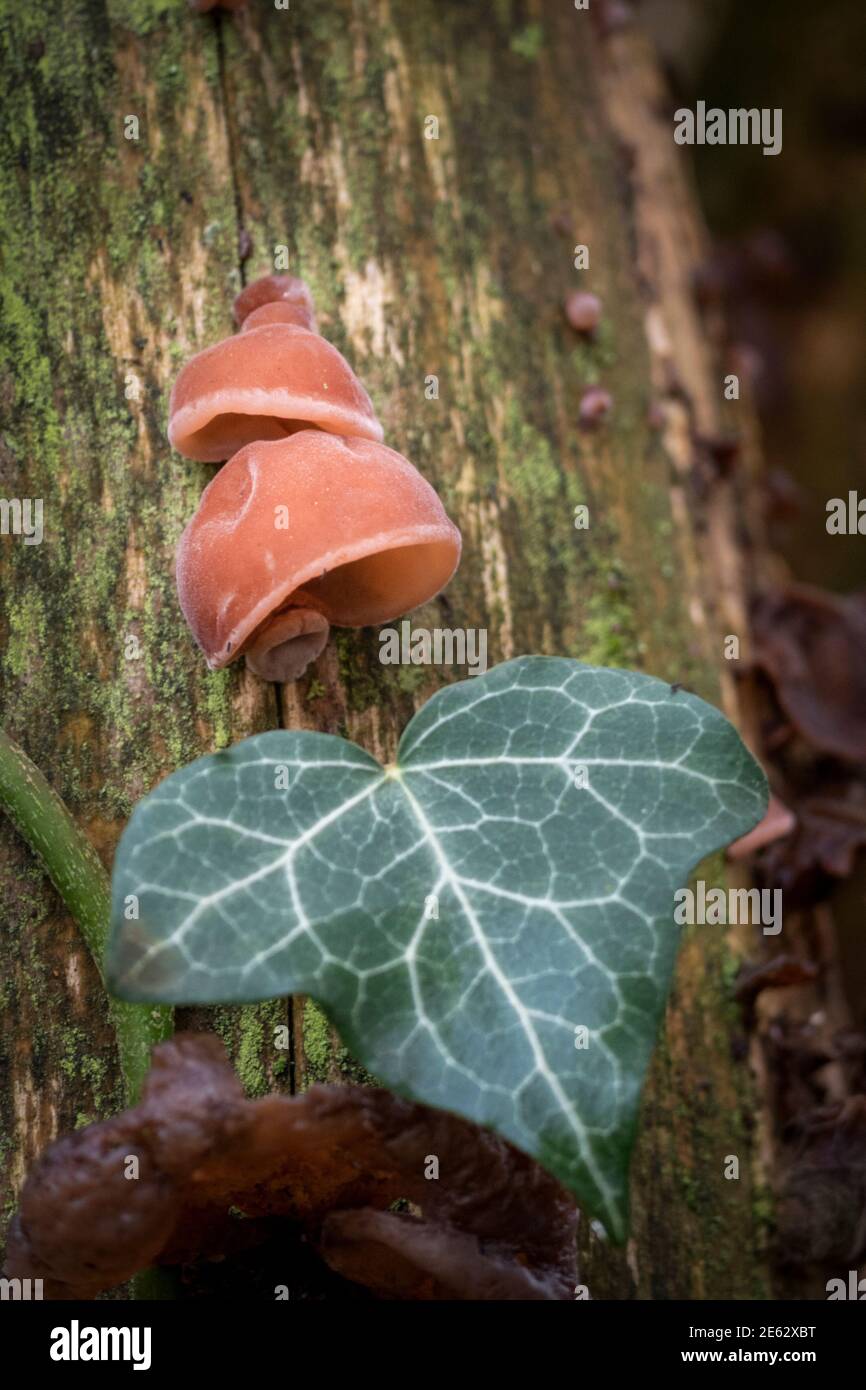 Orecchio di giuda -Fotos und -Bildmaterial in hoher Auflösung – Alamy