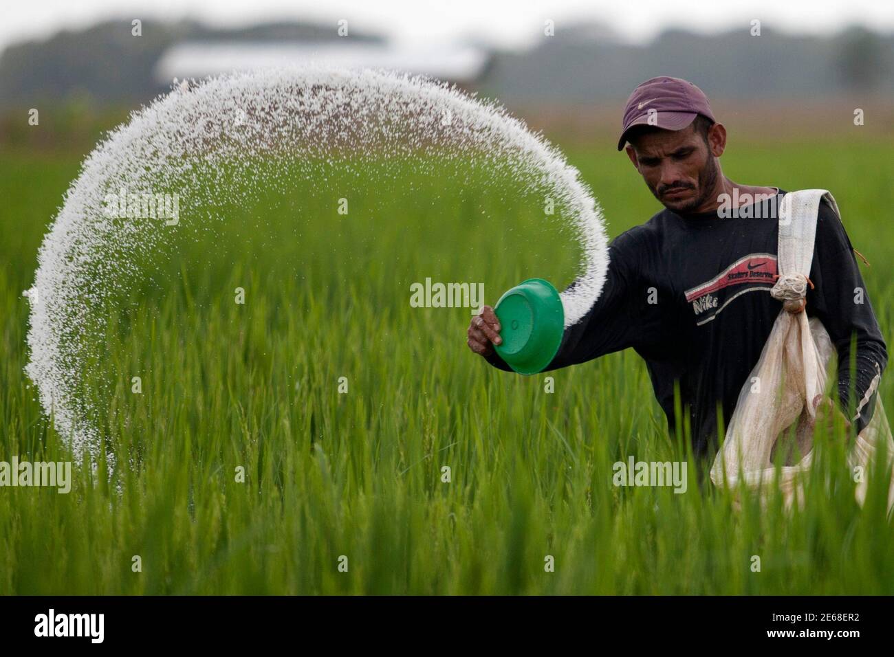 Hektar reisland -Fotos und -Bildmaterial in hoher Auflösung – Alamy