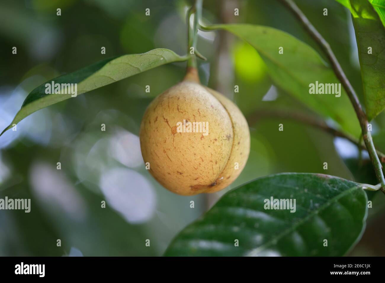 Muskatnuss blatt -Fotos und -Bildmaterial in hoher Auflösung – Alamy