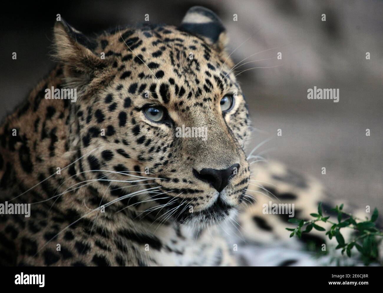 Siberian Leopard Stockfotos und -bilder Kaufen - Alamy