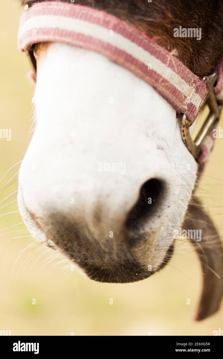 Esel nase -Fotos und -Bildmaterial in hoher Auflösung – Alamy