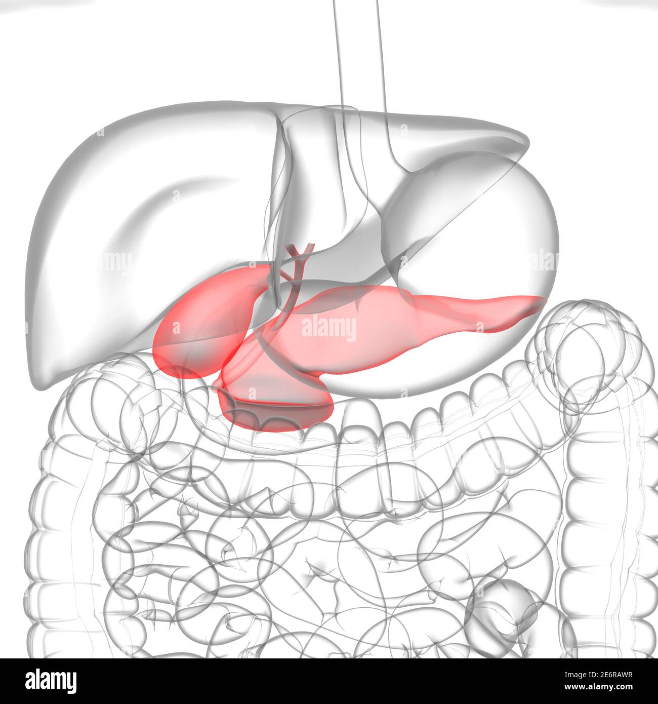 Gallenblase Human Digestive System Anatomie für medizinisches Konzept ...