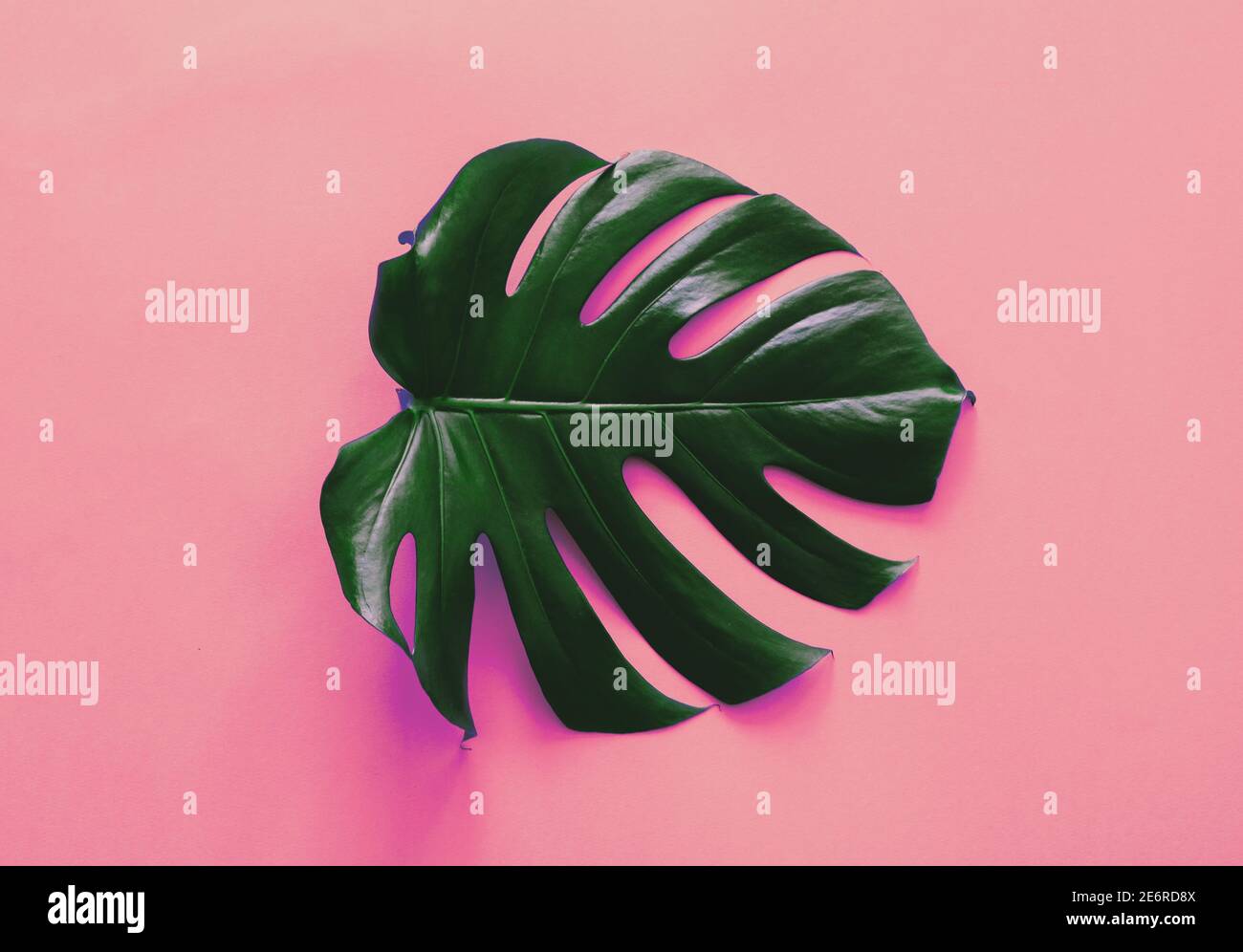 Monstera blatt -Fotos und -Bildmaterial in hoher Auflösung – Alamy