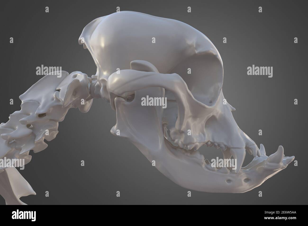 Anatomie Hund Illustration Fotos Und Bildmaterial In Hoher Auflösung Seite 2 Alamy