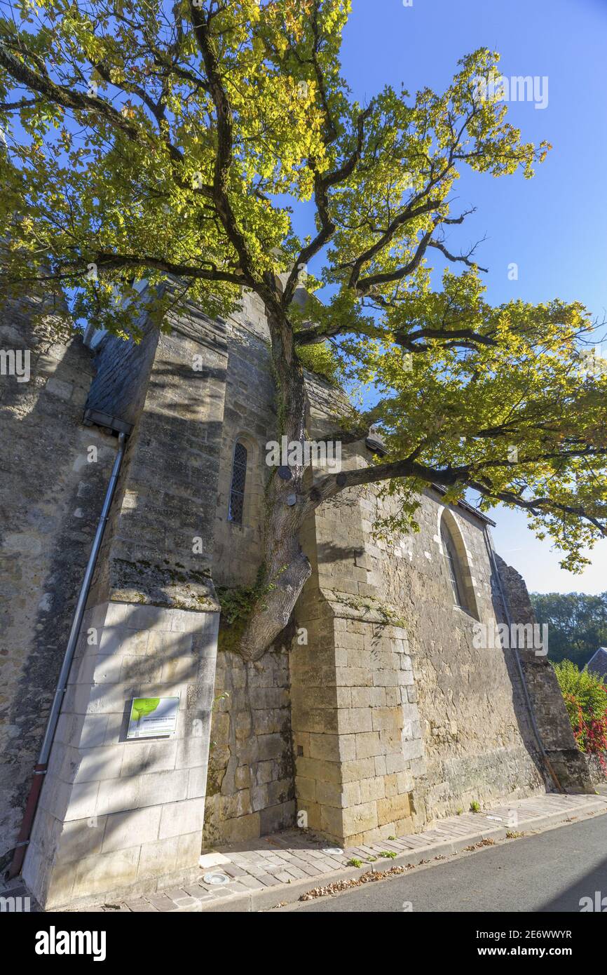 Frankreich, Indre et Loire, Loire-Tal von der UNESCO zum Weltkulturerbe ... Frankreich, Indre et Loire, Loire-Tal von der UNESCO zum Weltkulturerbe ...