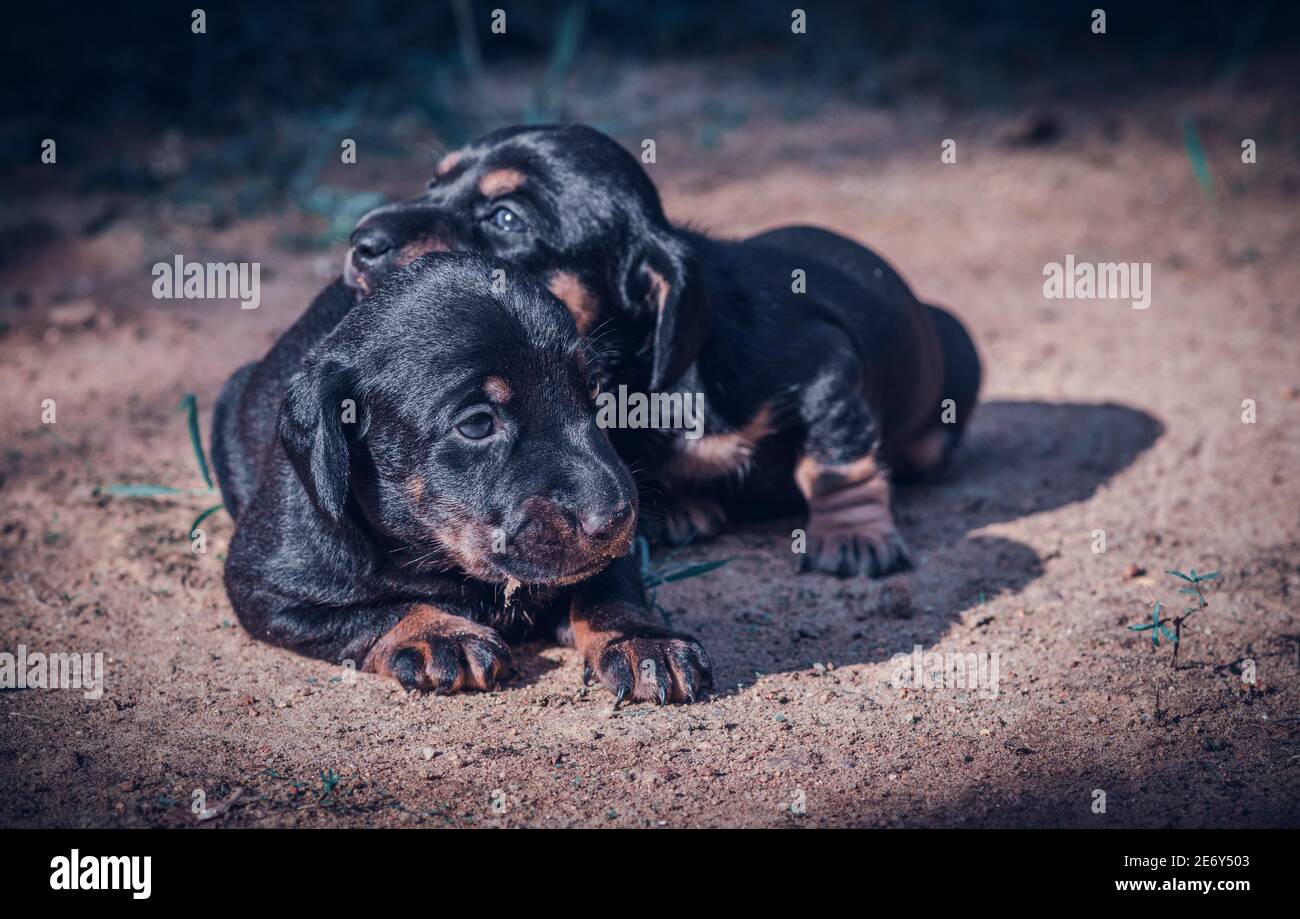 Kleiner dachs -Fotos und -Bildmaterial in hoher Auflösung – Alamy