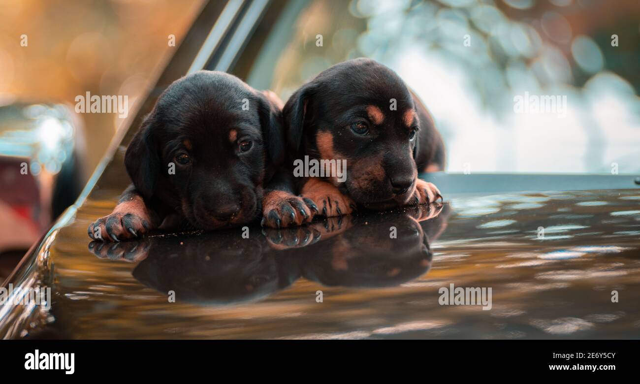 Welpen liegen zusammen -Fotos und -Bildmaterial in hoher Auflösung – Alamy