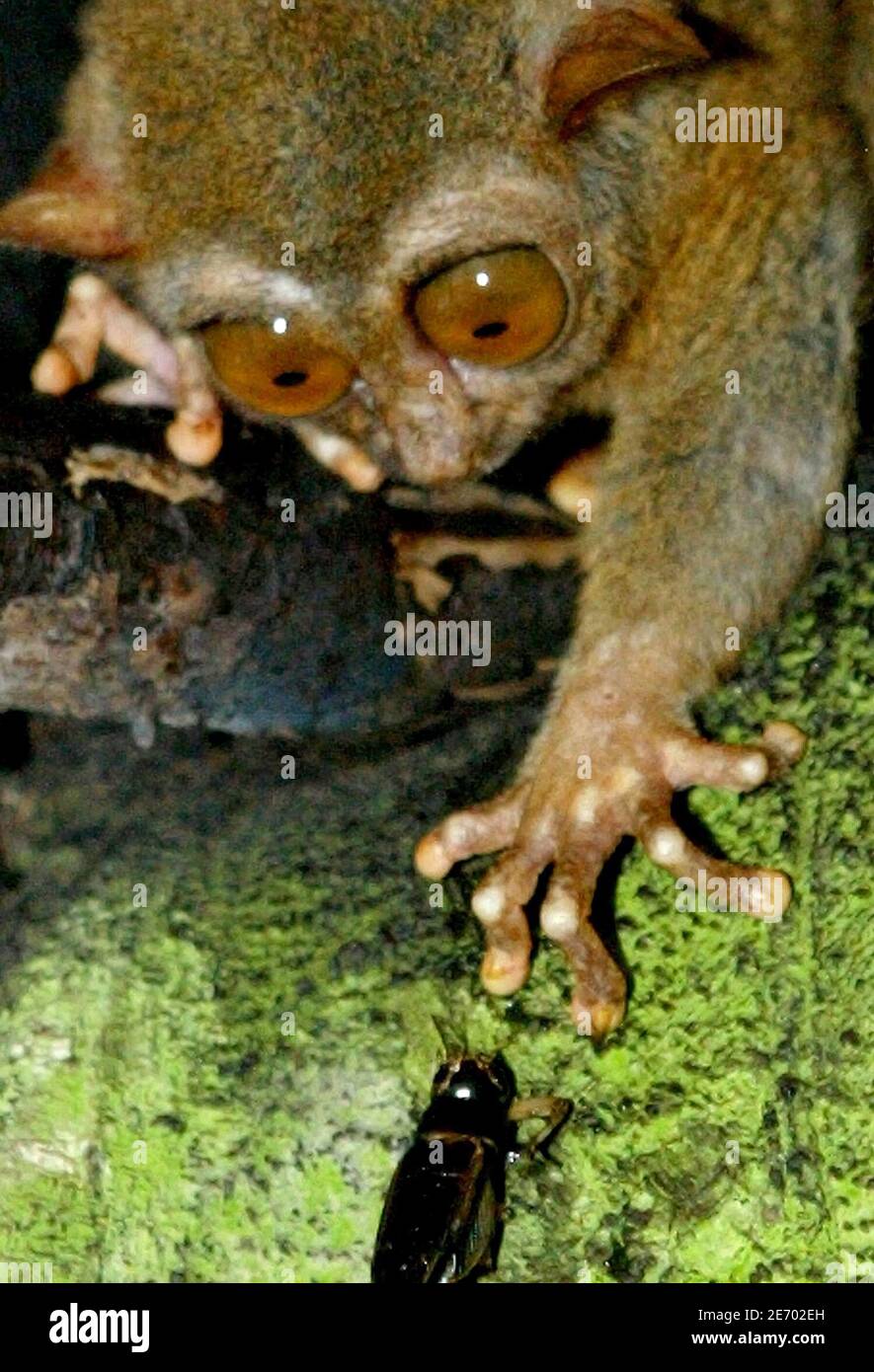 Kleinster primat der welt -Fotos und -Bildmaterial in hoher Auflösung ...