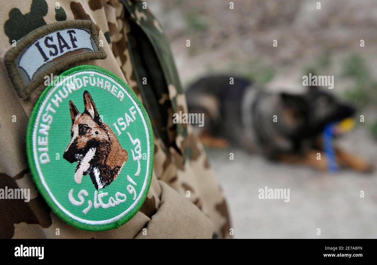 German customs sniffer dog -Fotos und -Bildmaterial in hoher Auflösung ...