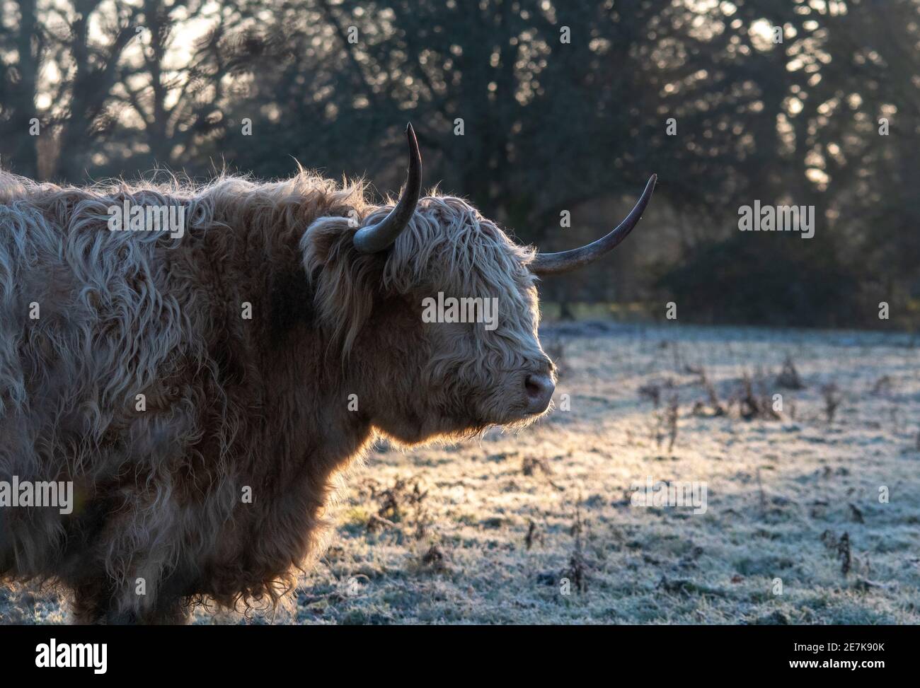 Haarige kuh -Fotos und -Bildmaterial in hoher Auflösung – Alamy