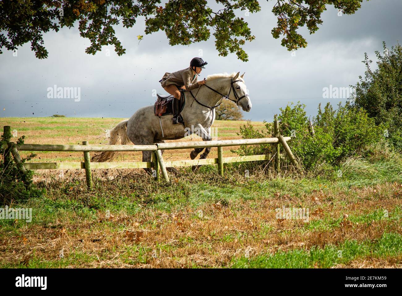 Pferd auf der jagd -Fotos und -Bildmaterial in hoher Auflösung – Alamy