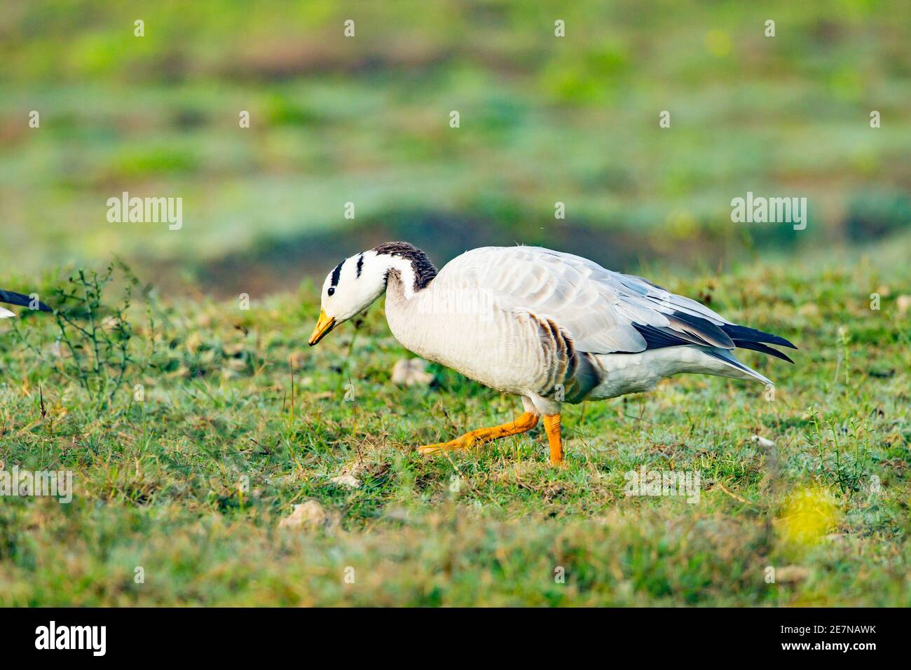 Bar gans oder indische gans anser indicus -Fotos und -Bildmaterial in ...