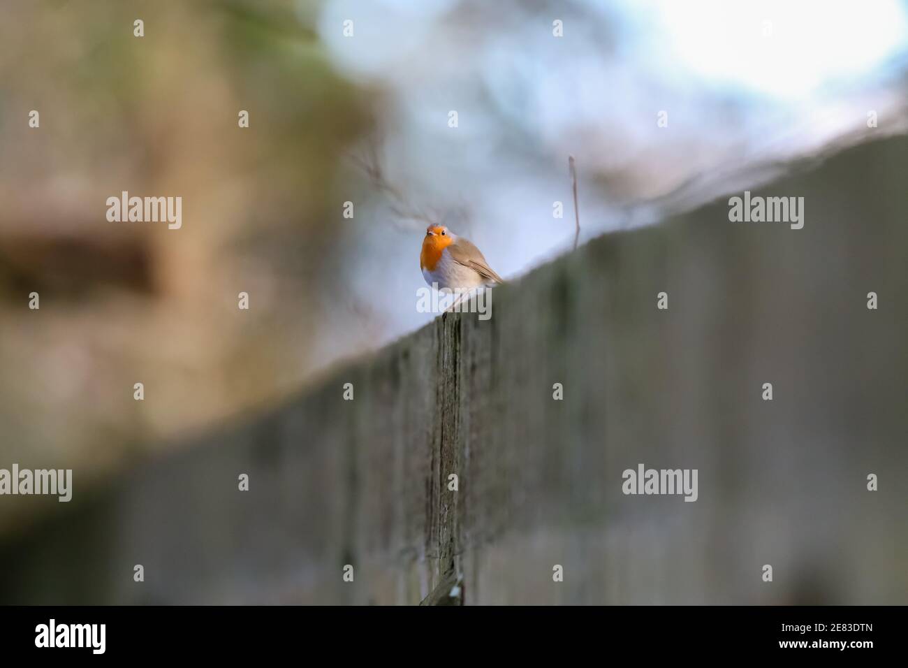European robin flight -Fotos und -Bildmaterial in hoher Auflösung – Alamy