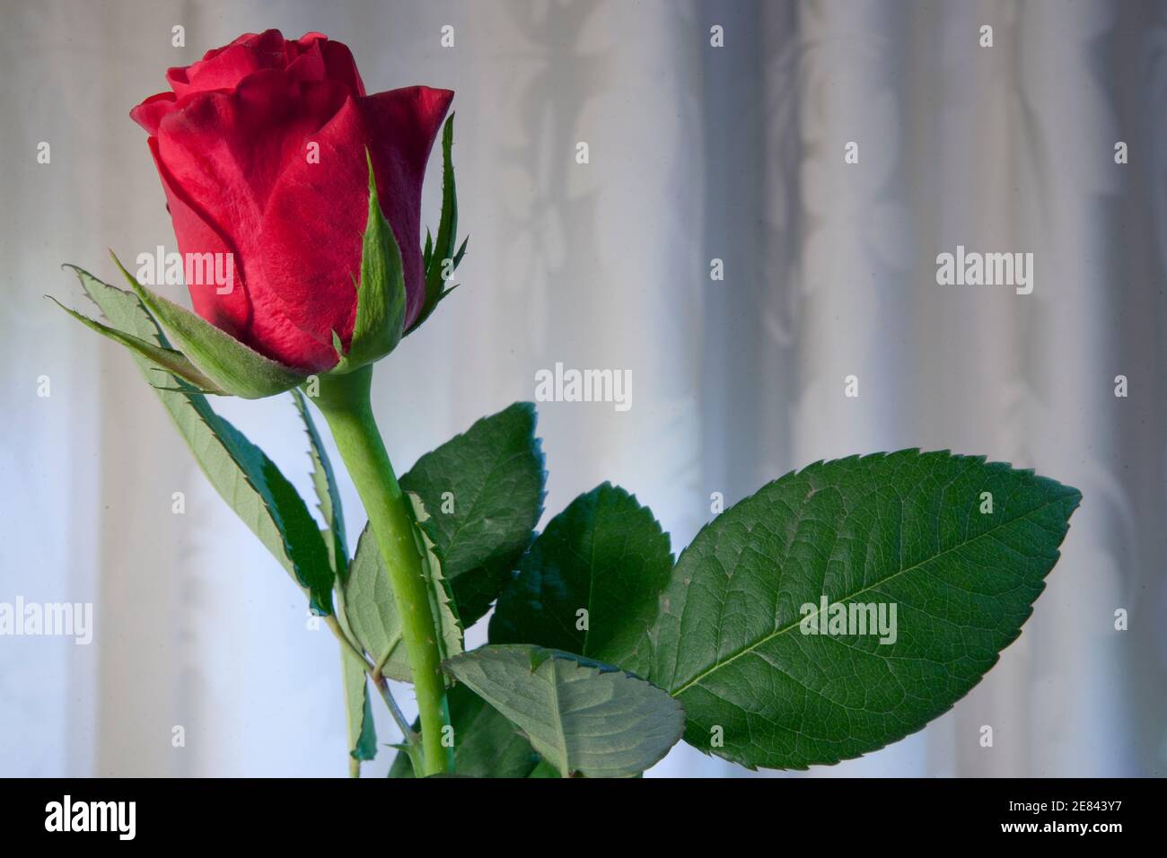 Die rote Rose ist ein Symbol für Liebe und Romantik; Valentinstag ist ...