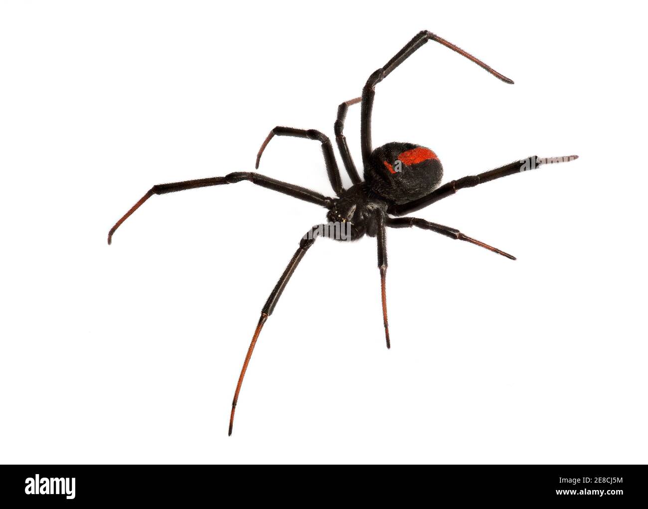 Latrodectus mactans black widow spider -Fotos und -Bildmaterial in ...