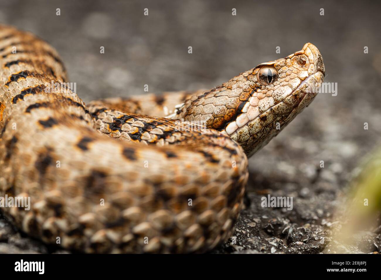 Asp viper vipera aspis -Fotos und -Bildmaterial in hoher Auflösung – Alamy