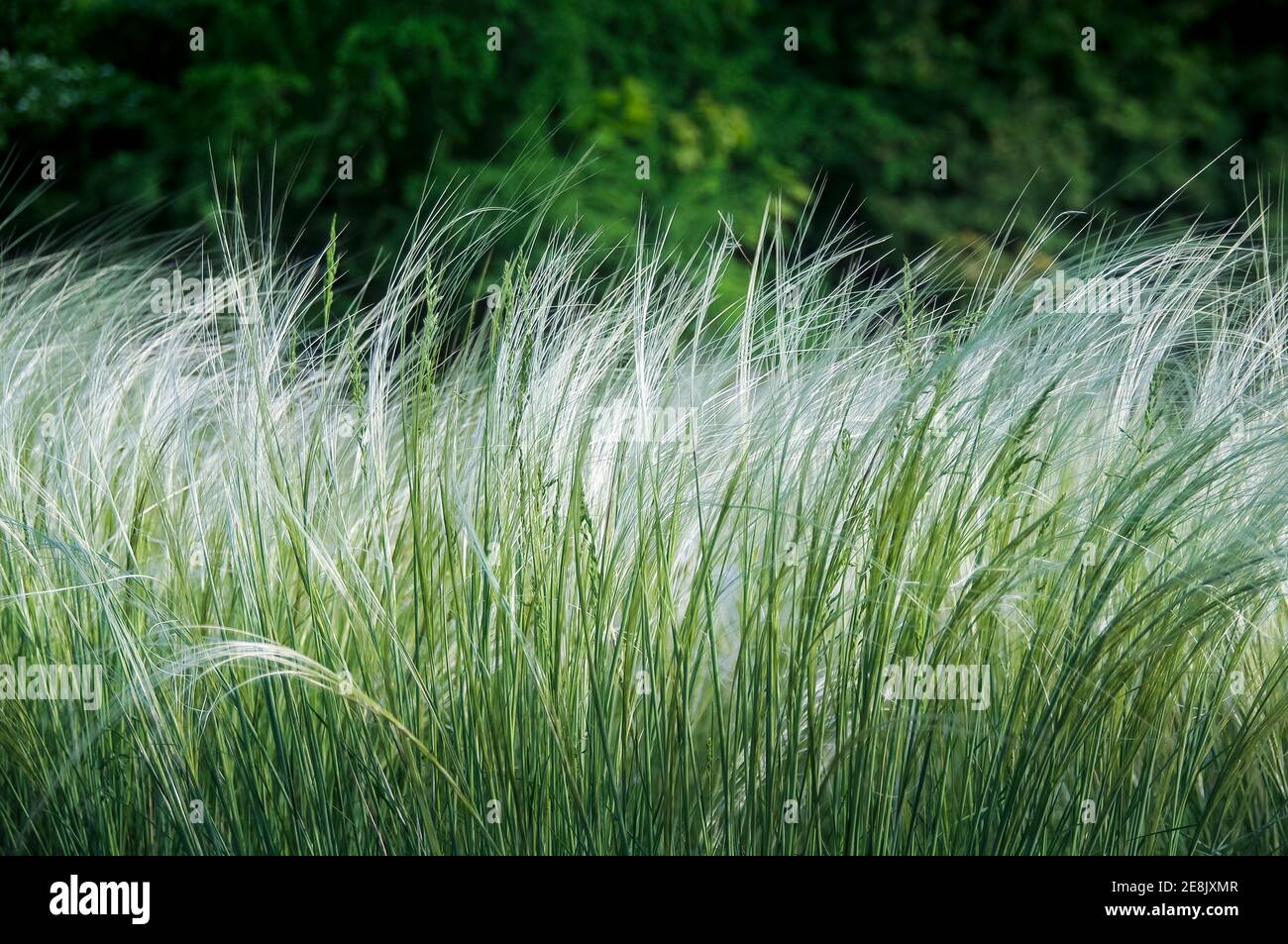 Stipa tenuissima grass ornamental -Fotos und -Bildmaterial in hoher ...