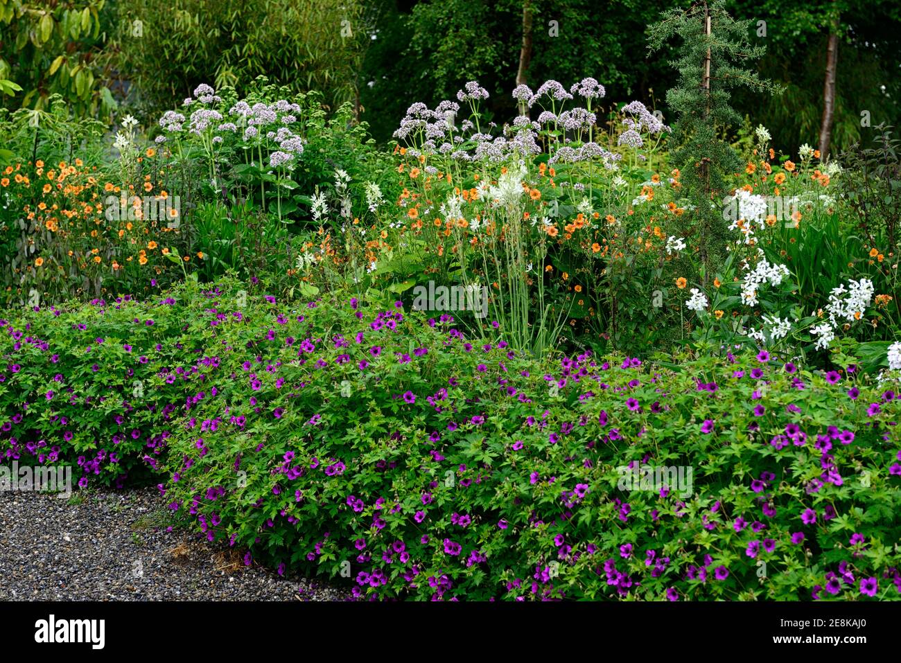 Camassia leichtlinii alba -Fotos und -Bildmaterial in hoher Auflösung ...