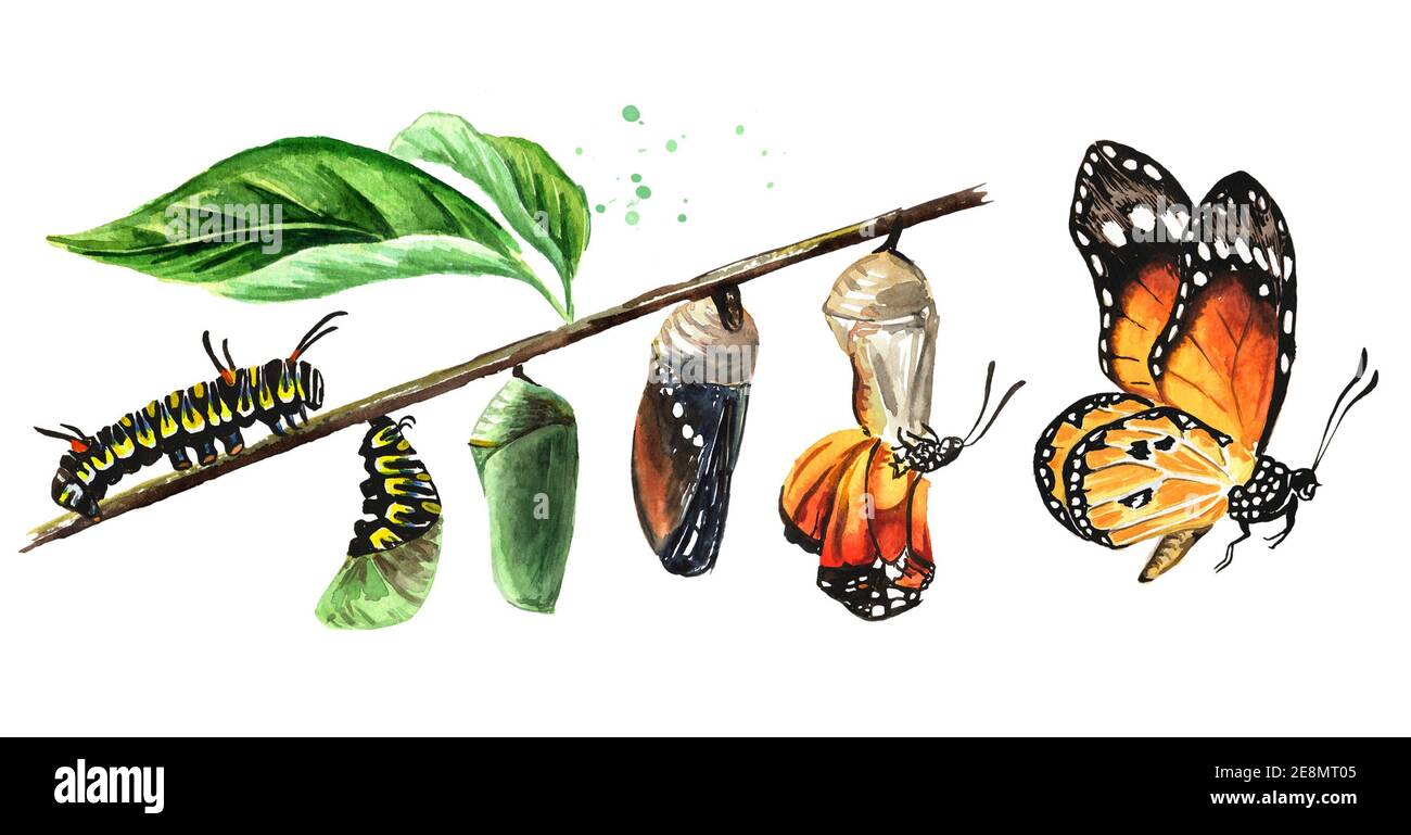Schmetterling Metamorphose Entwicklungsstadien, Raupe Larve, Puppe ...