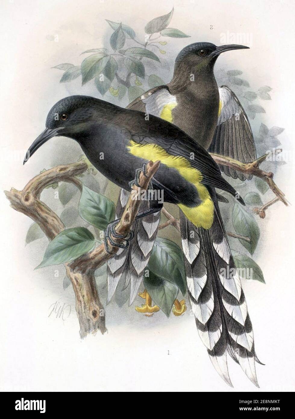 Moho apicalis -Fotos und -Bildmaterial in hoher Auflösung – Alamy