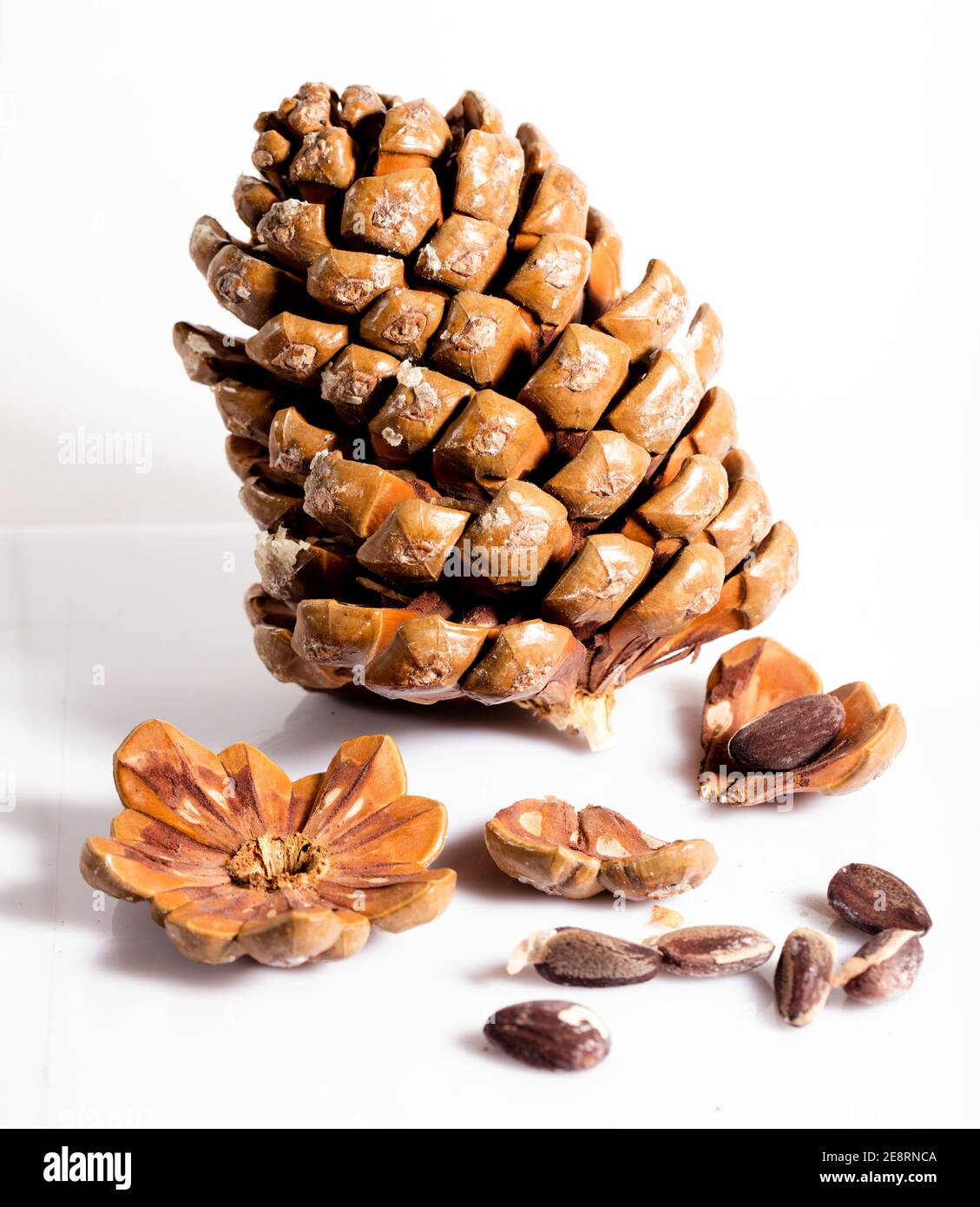 Coniferales pinales -Fotos und -Bildmaterial in hoher Auflösung – Alamy