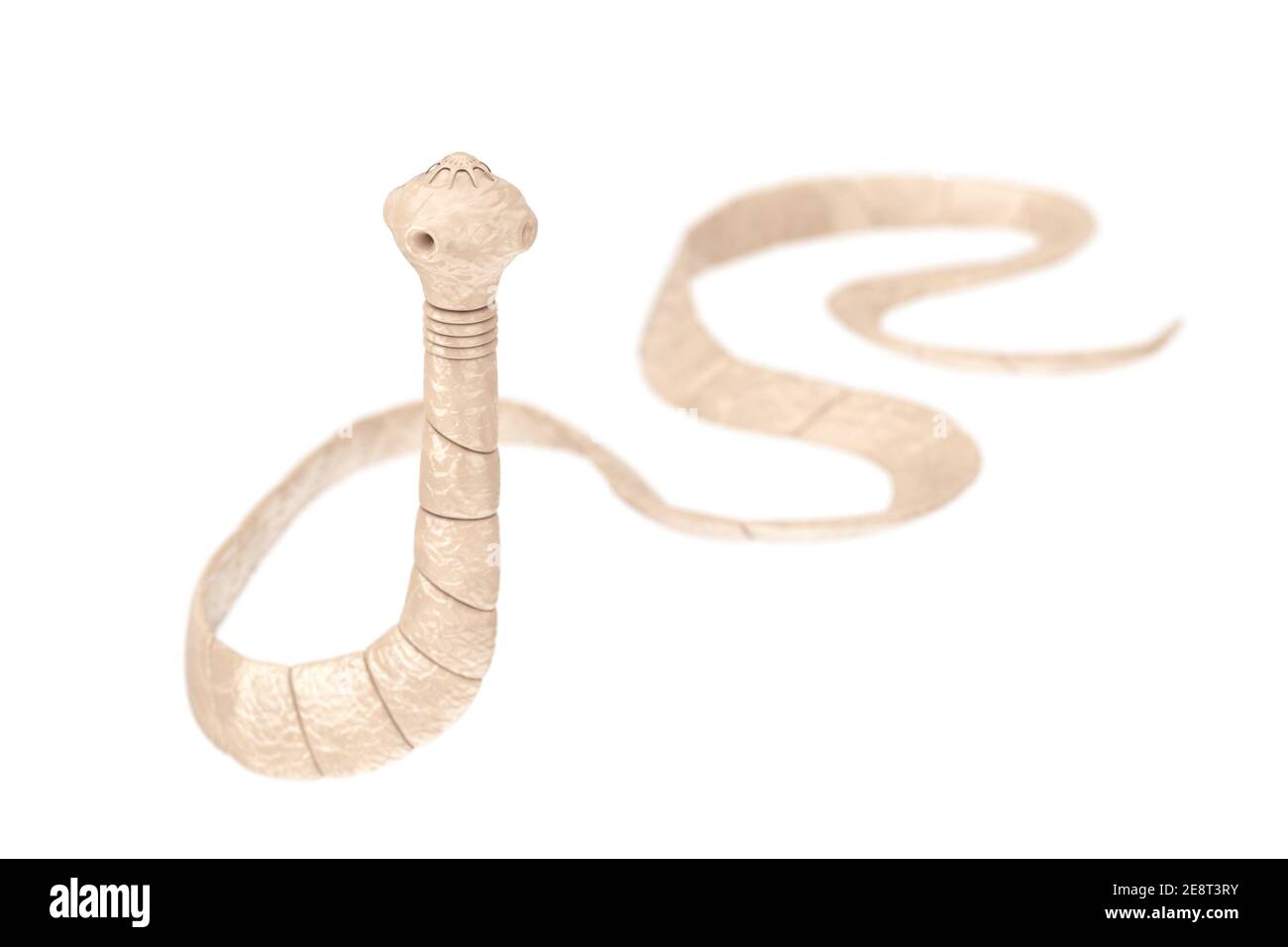 Taenia Solium Bandwurm Nahaufnahme Mikroskopische Ansicht auf weißem ...