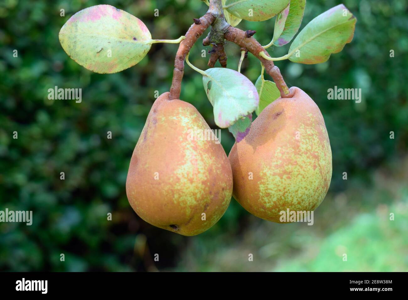 Williams birne -Fotos und -Bildmaterial in hoher Auflösung – Alamy