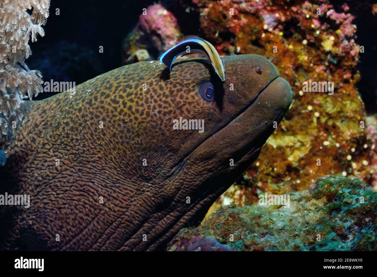 Gewohnlicher putzerfisch -Fotos und -Bildmaterial in hoher Auflösung ...