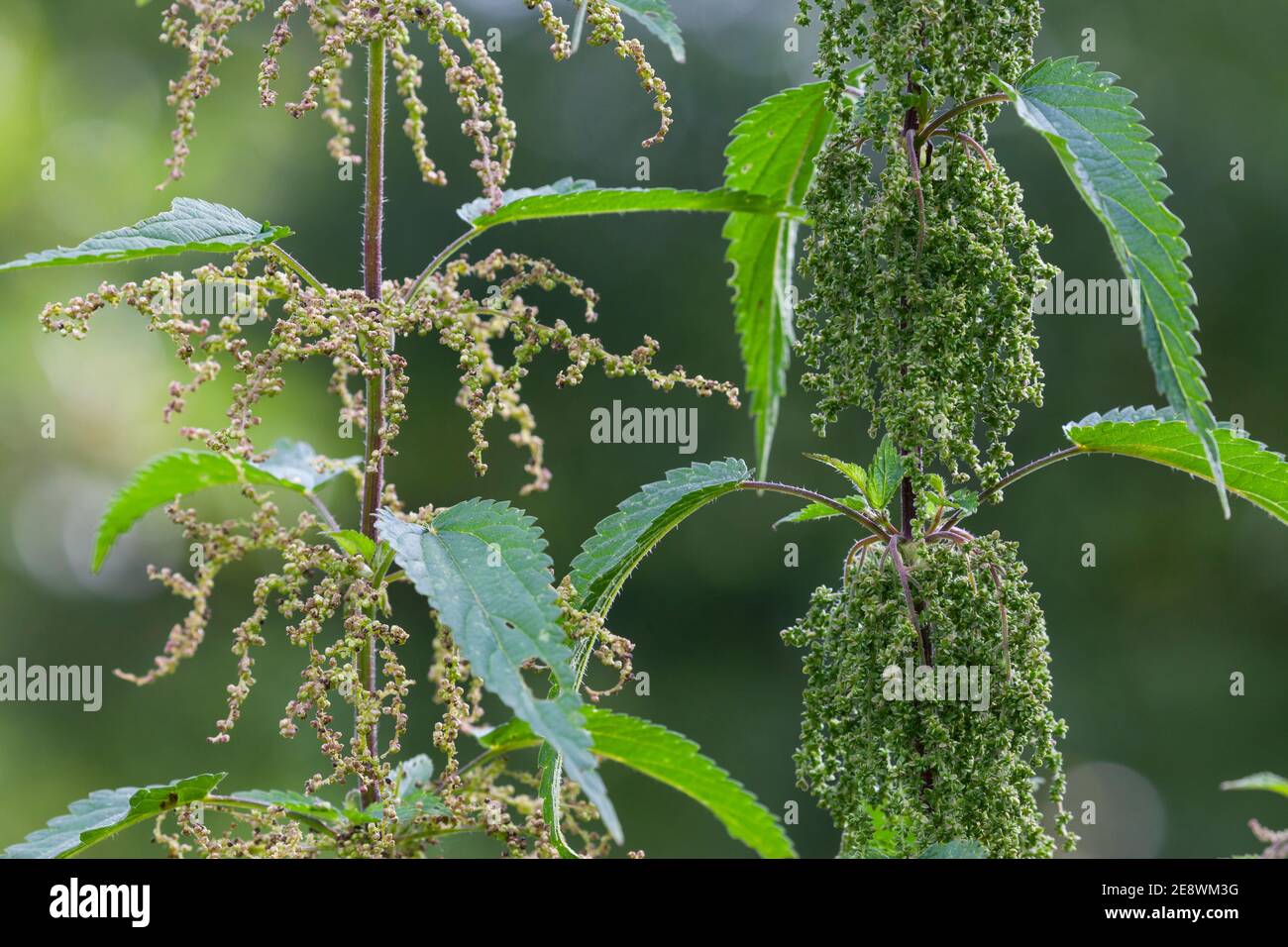 Brennnessel, Verglichen Männchen (links) und Weibchen (rechts ...