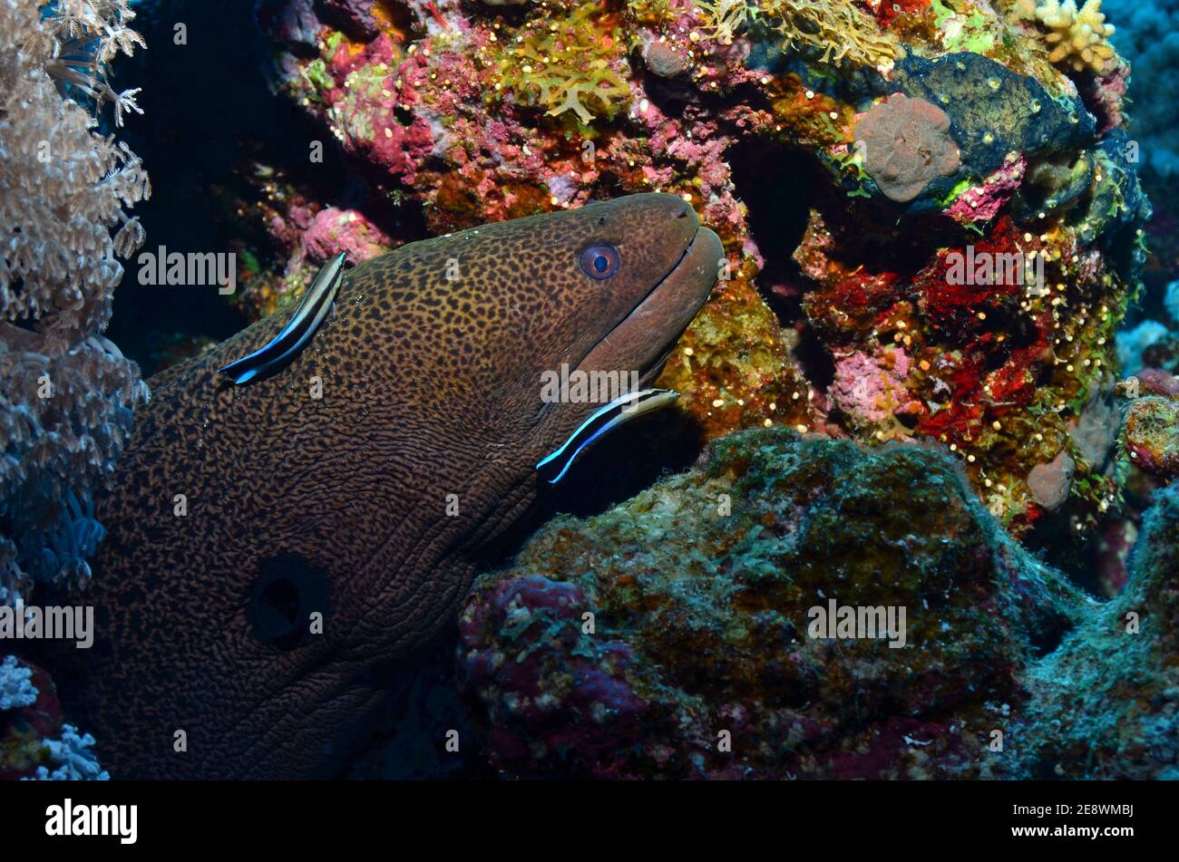 Gewohnlicher putzerfisch -Fotos und -Bildmaterial in hoher Auflösung ...