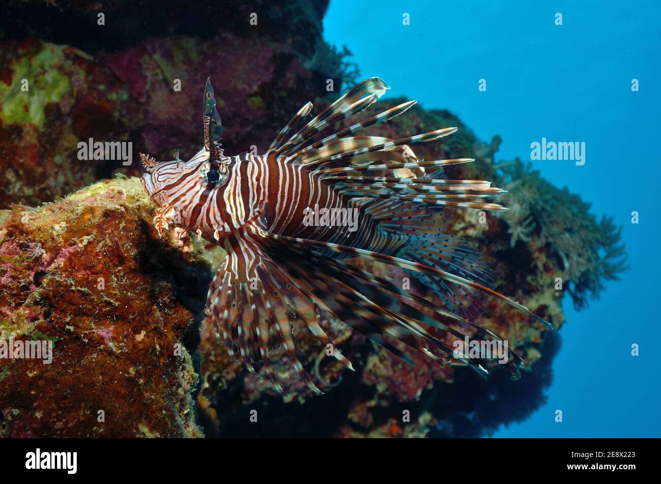 Pterois Miles, Rotfeuerfisch, Utopia Beach, Red Sea, Egypt, Rotes Meer ...