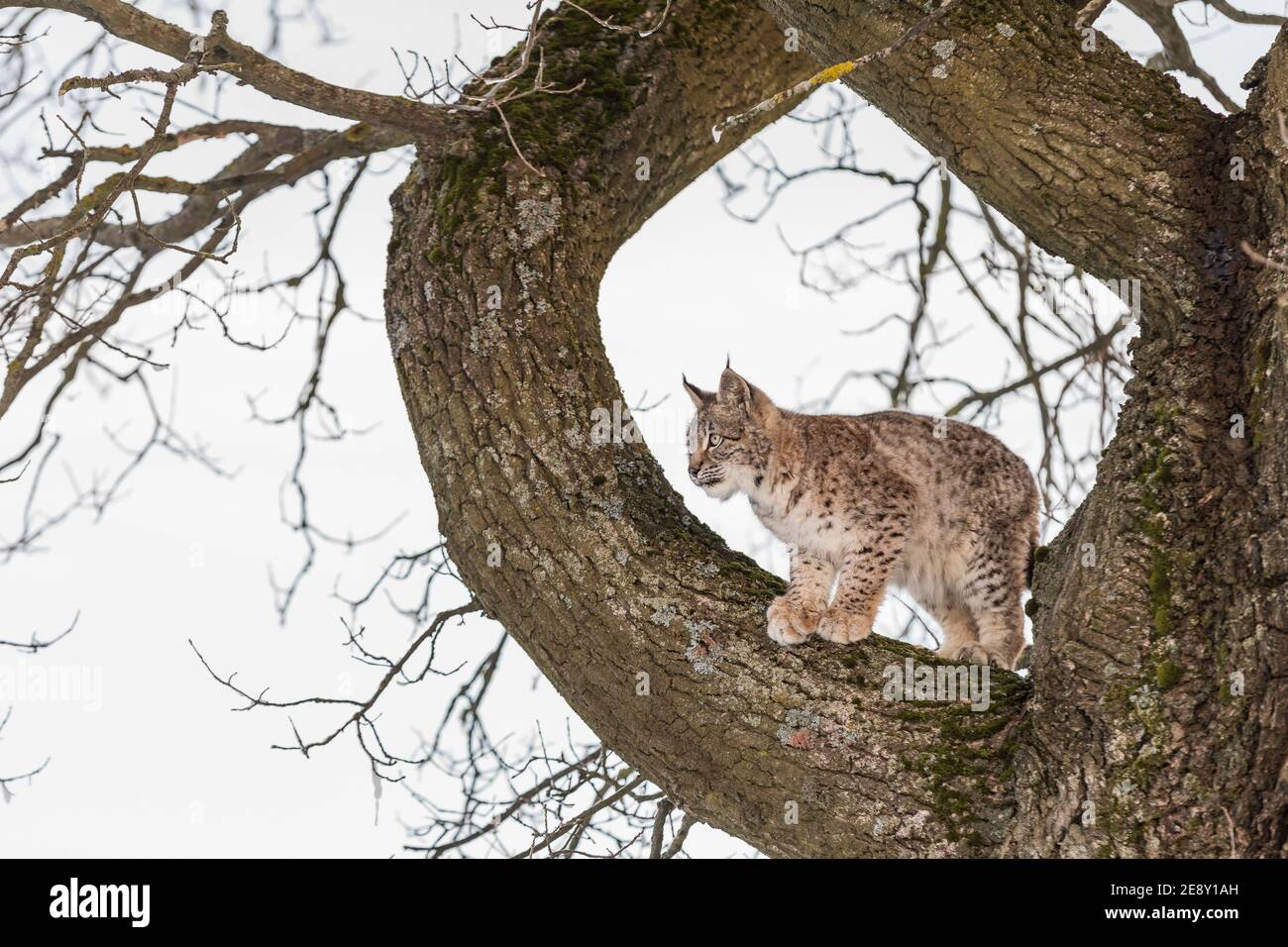 Eurasian lynx snow cub -Fotos und -Bildmaterial in hoher Auflösung – Alamy