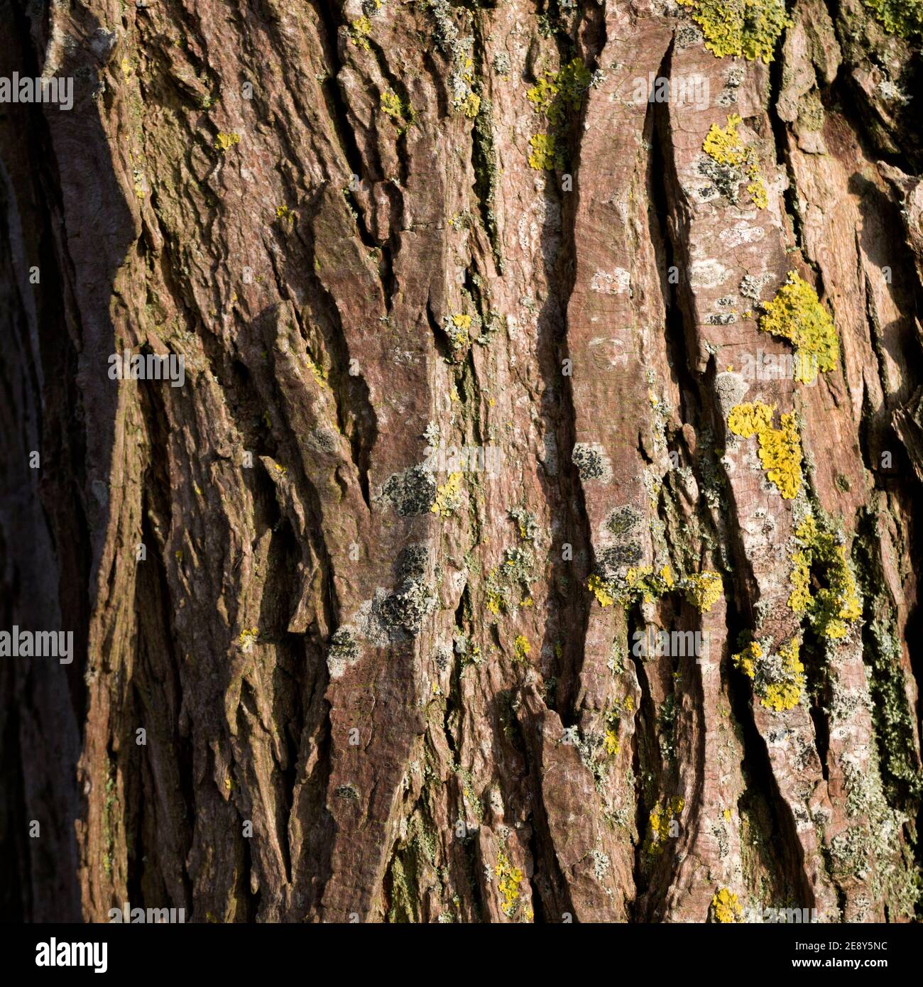 Bellen briten -Fotos und -Bildmaterial in hoher Auflösung – Alamy