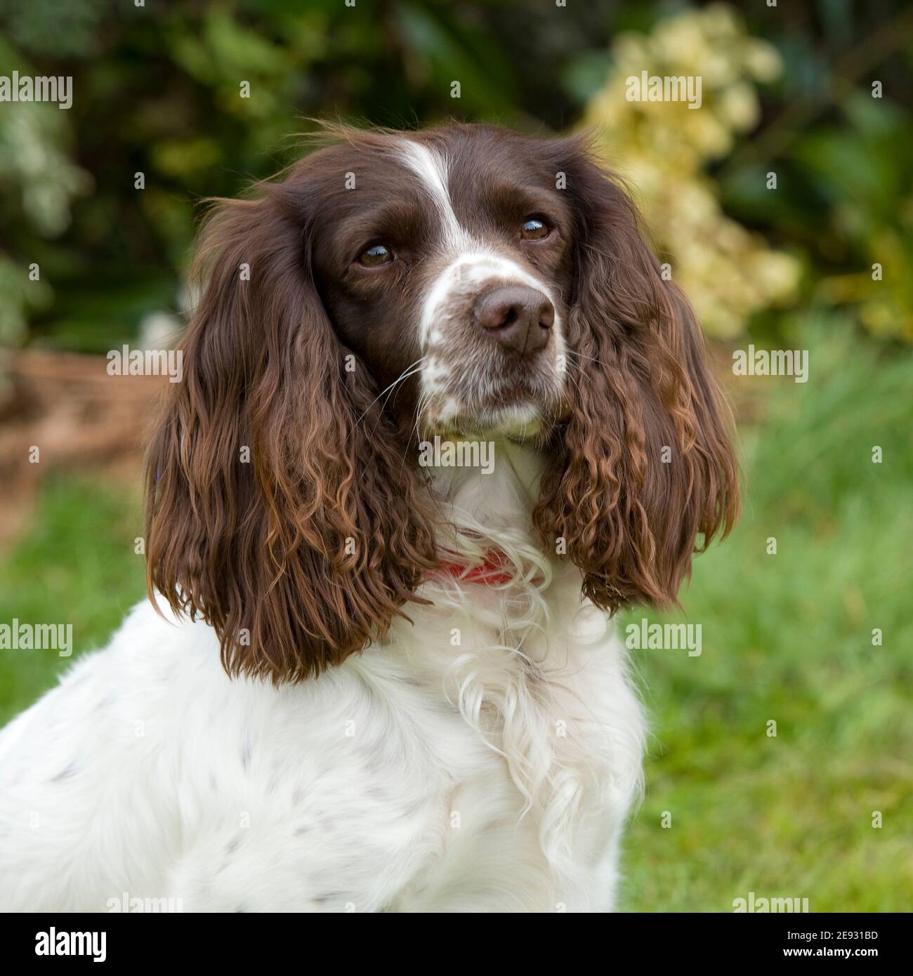 Liver and white dog -Fotos und -Bildmaterial in hoher Auflösung – Alamy
