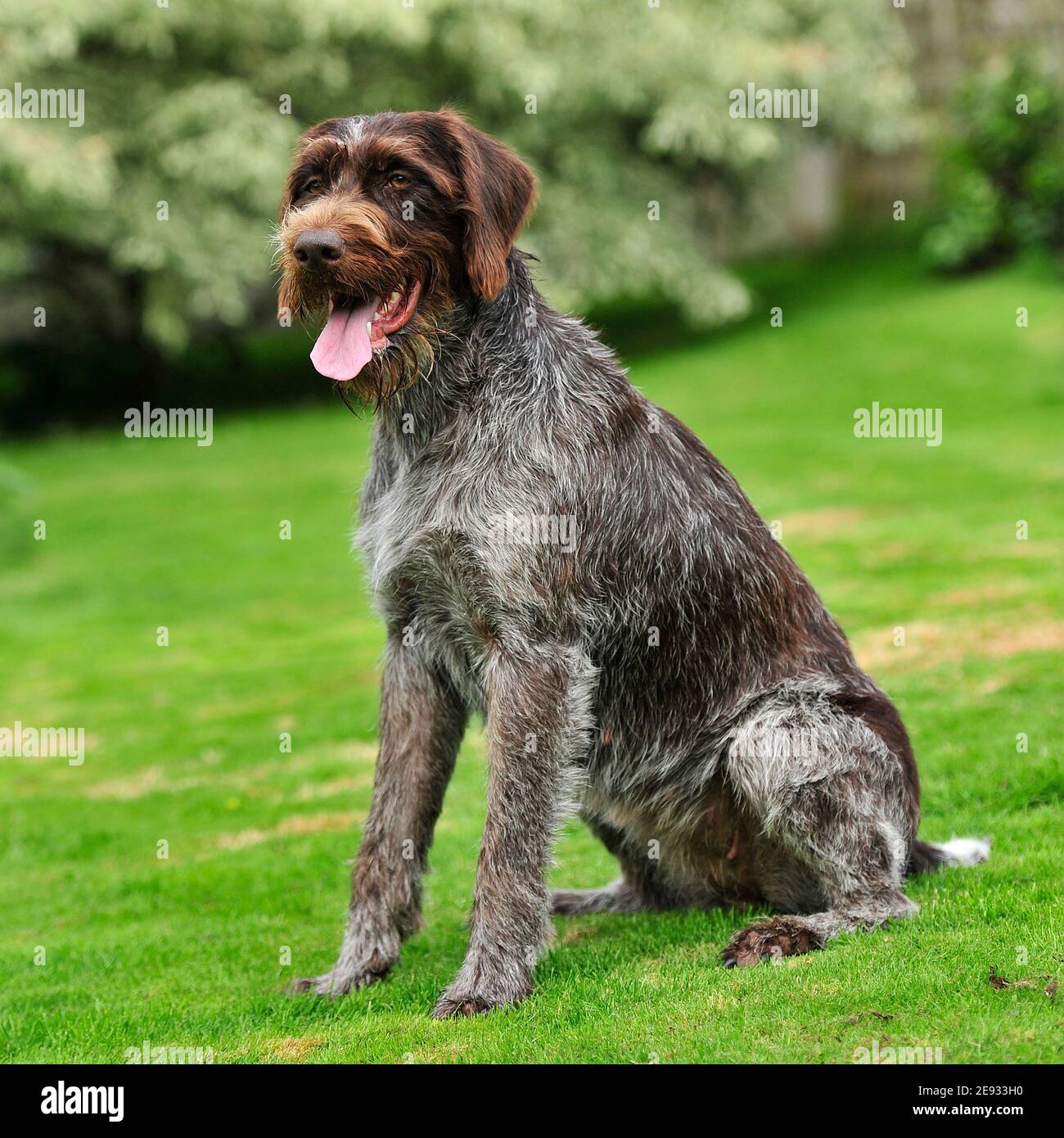 Deutscher drahthaar hund -Fotos und -Bildmaterial in hoher Auflösung – Alamy
