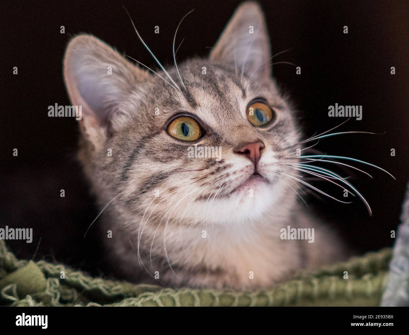 Junge graue tabby Kitty-Katze Ausübung Modellierung Stockfotografie - Alamy
